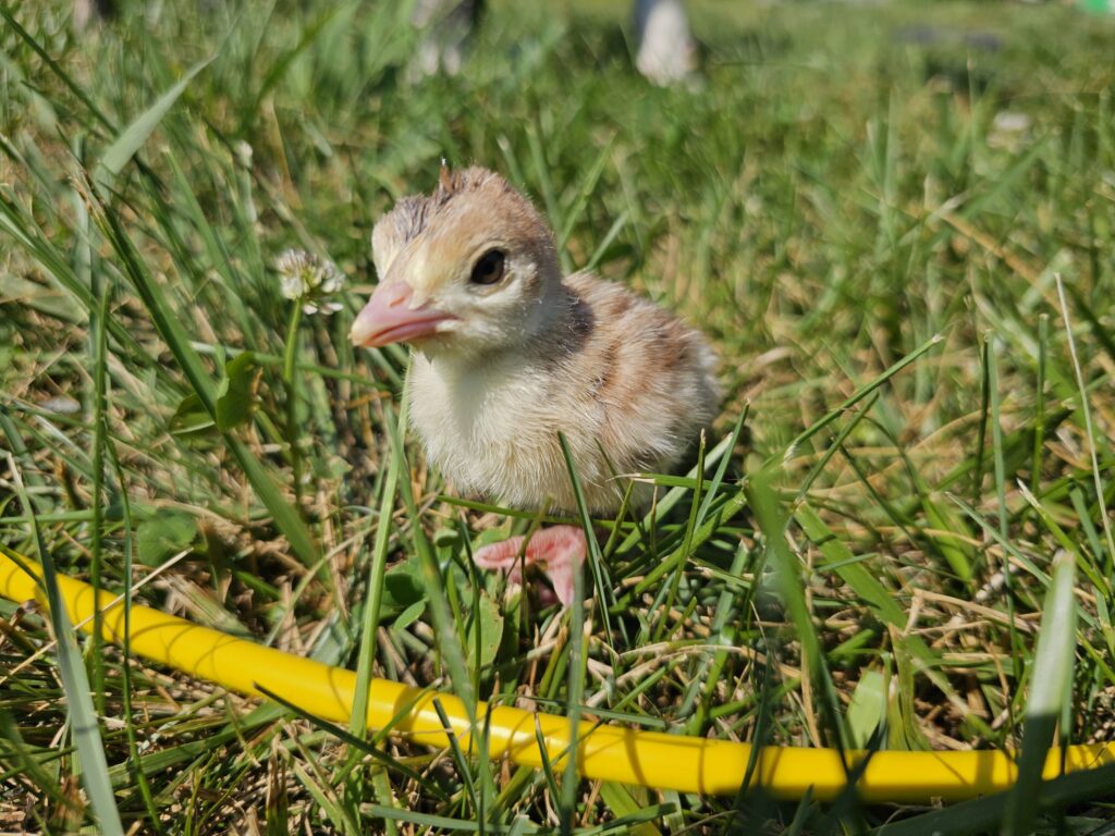 Bourbon Red Turkey Poults - Huxley's Homestead