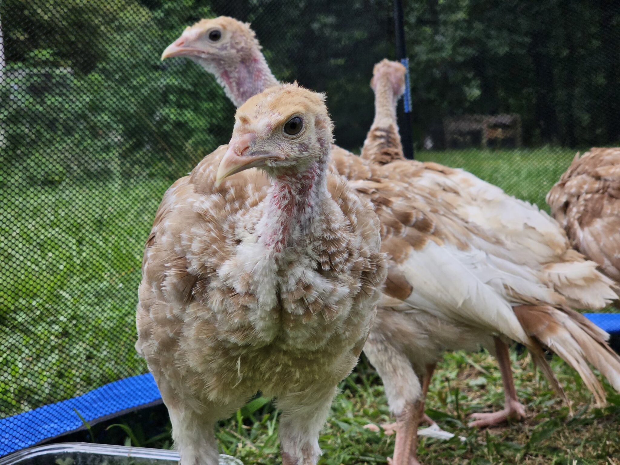 Bourbon Red Turkey Poults - Huxley's Homestead