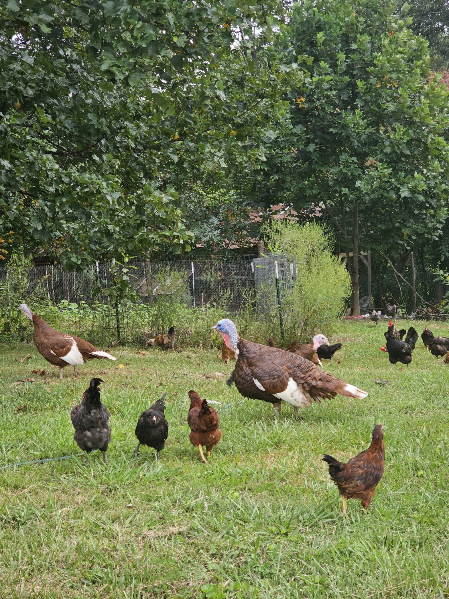 Bourbon Red Turkey Poults - Huxley's Homestead