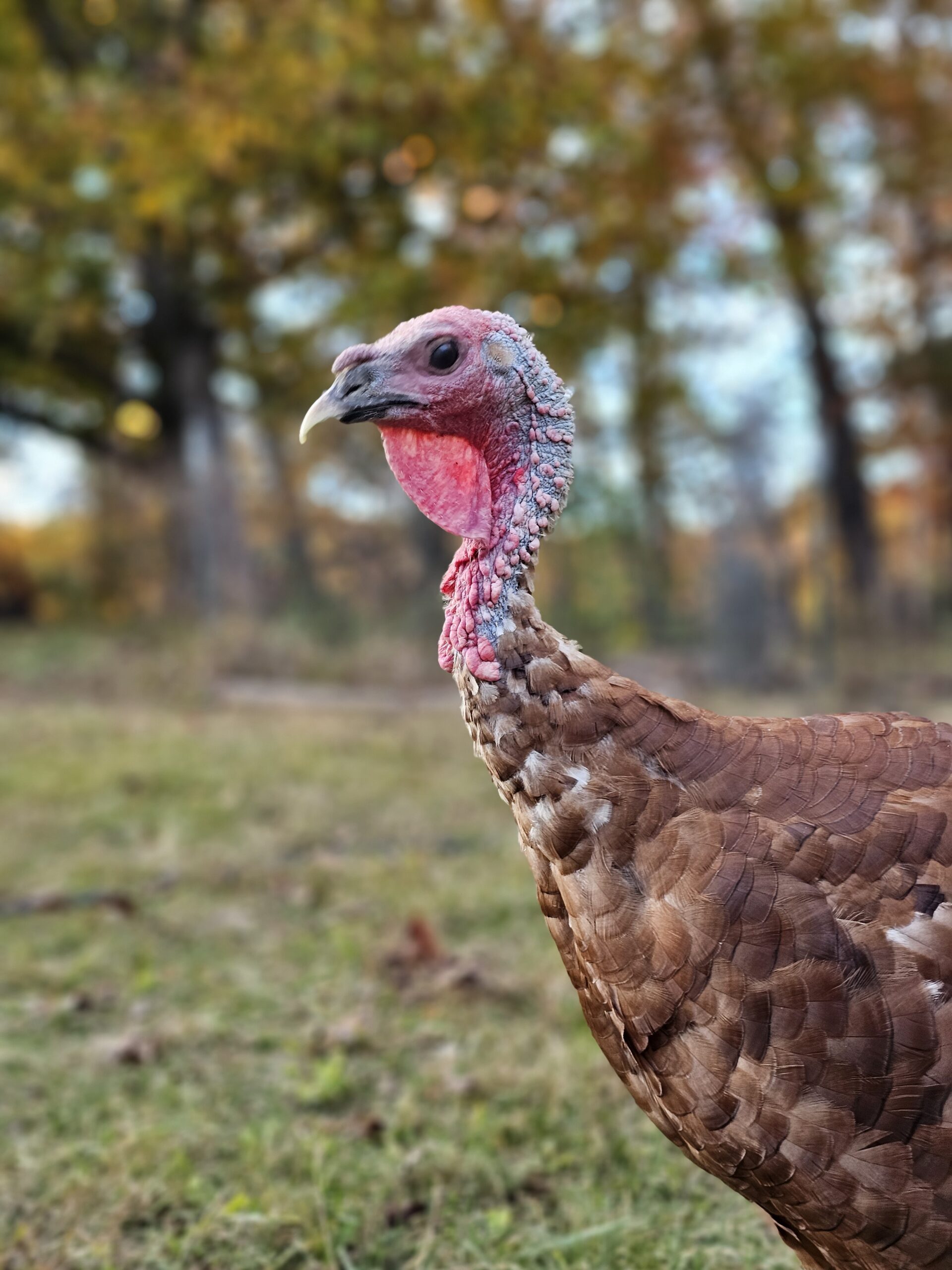 Bourbon Red Turkey Breed - Huxley's Homestead
