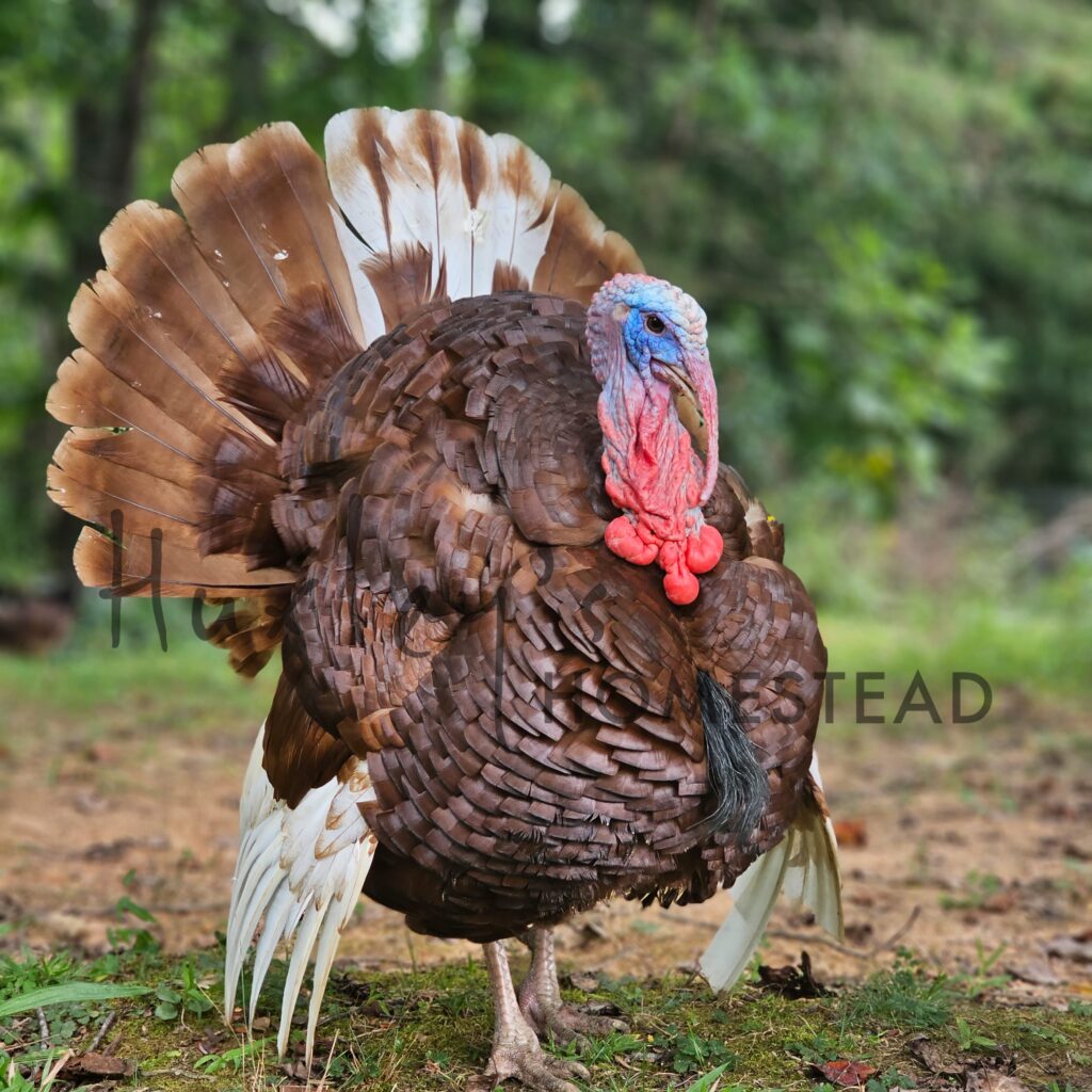 Bourbon Red Turkey Breed - Huxley's Homestead