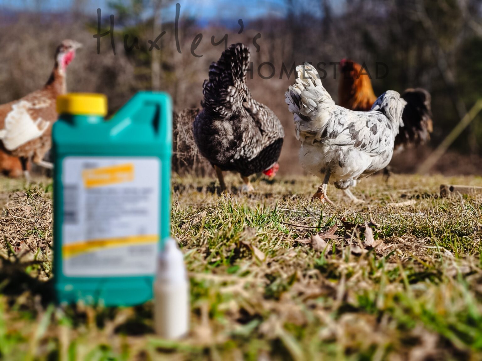 Elector PSP (9mL) | Lice and Mite Treatment for Chickens - Huxley's ...